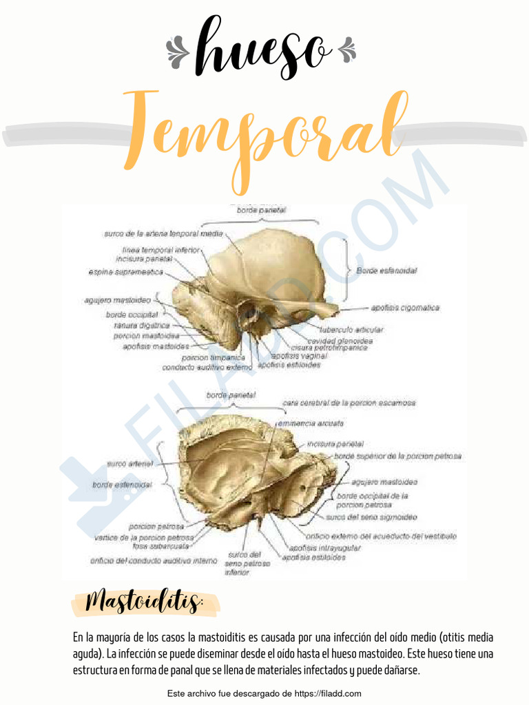 Hueso Temporal | PDF | Cráneo | Oído