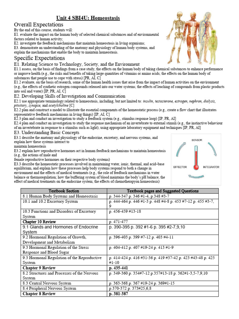01 Unit 4 Outline | PDF | Homeostasis | Hormone
