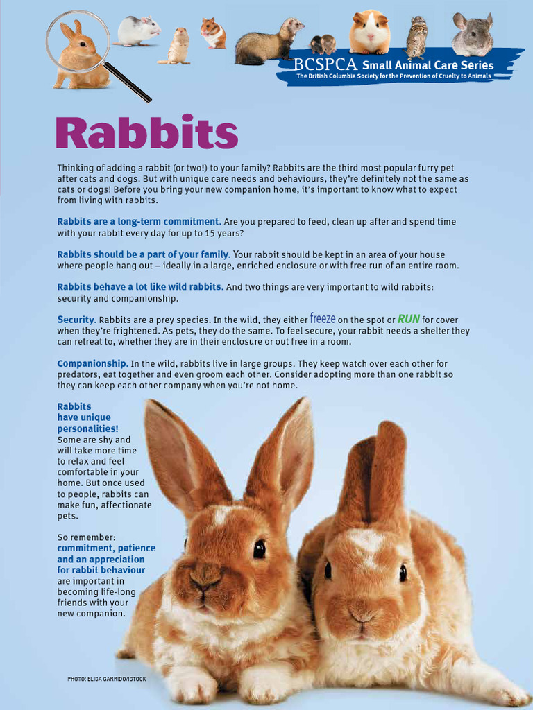 Rabbit Handbook | Download Free PDF | Pet | Rabbit