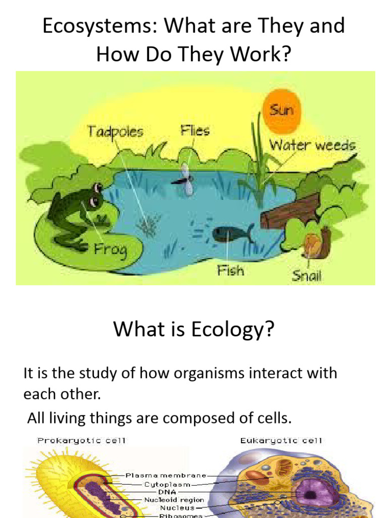 Intro to Ecosystems & Ecology | PDF | Ecosystem | Soil