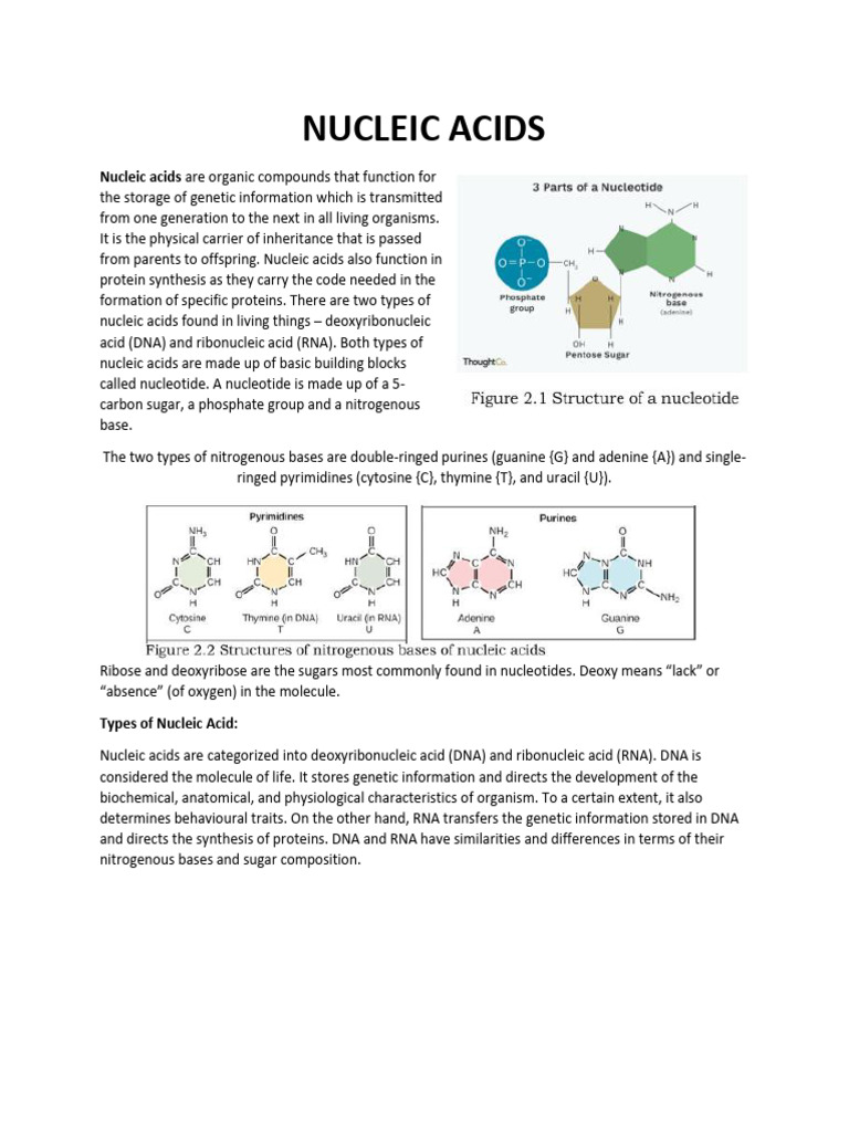 Nucleic Acids | PDF