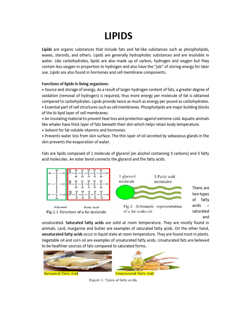 LIPIDS | PDF | Lipid | Fatty Acid