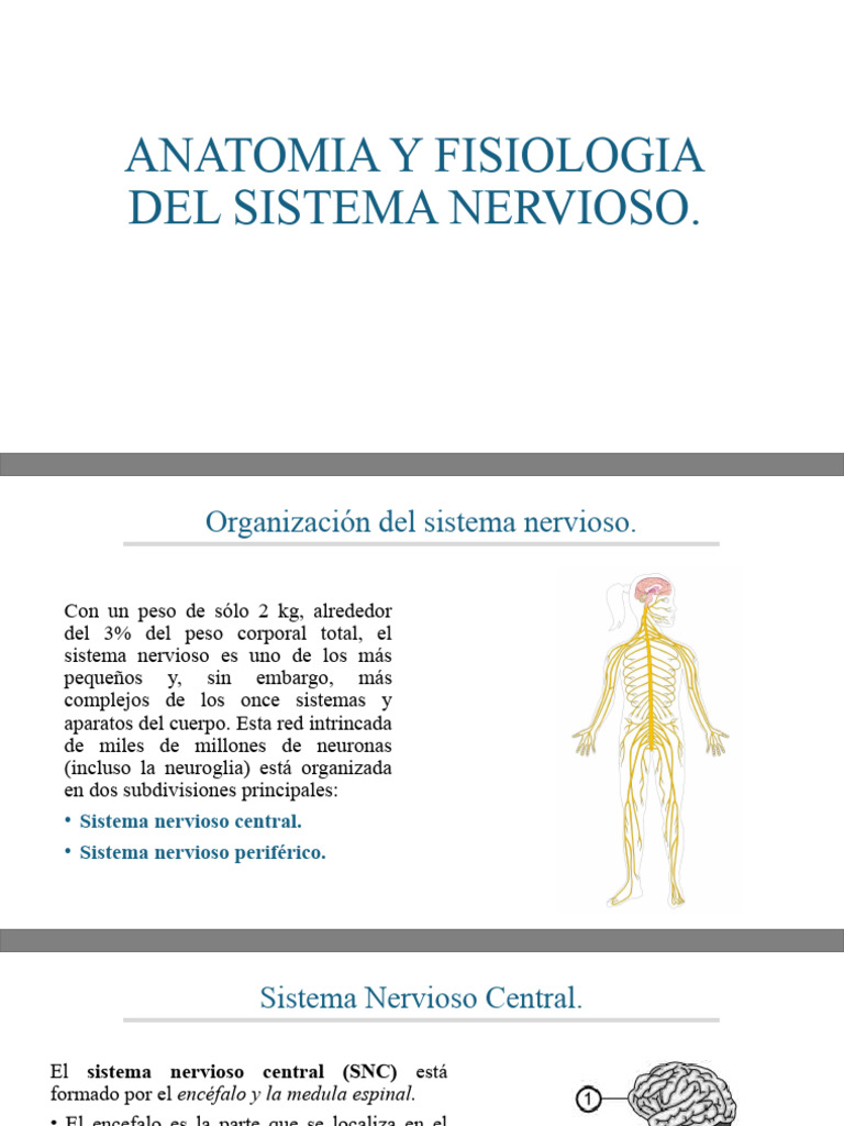 01 Anatomia y Fisiologia Del Sistema Nerviosos | PDF | Sistema nervioso | Hipotálamo