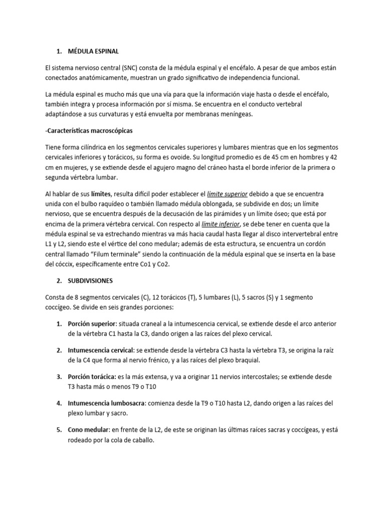 Estructura y Función de la Médula Espinal | PDF | Médula espinal | Vértebra