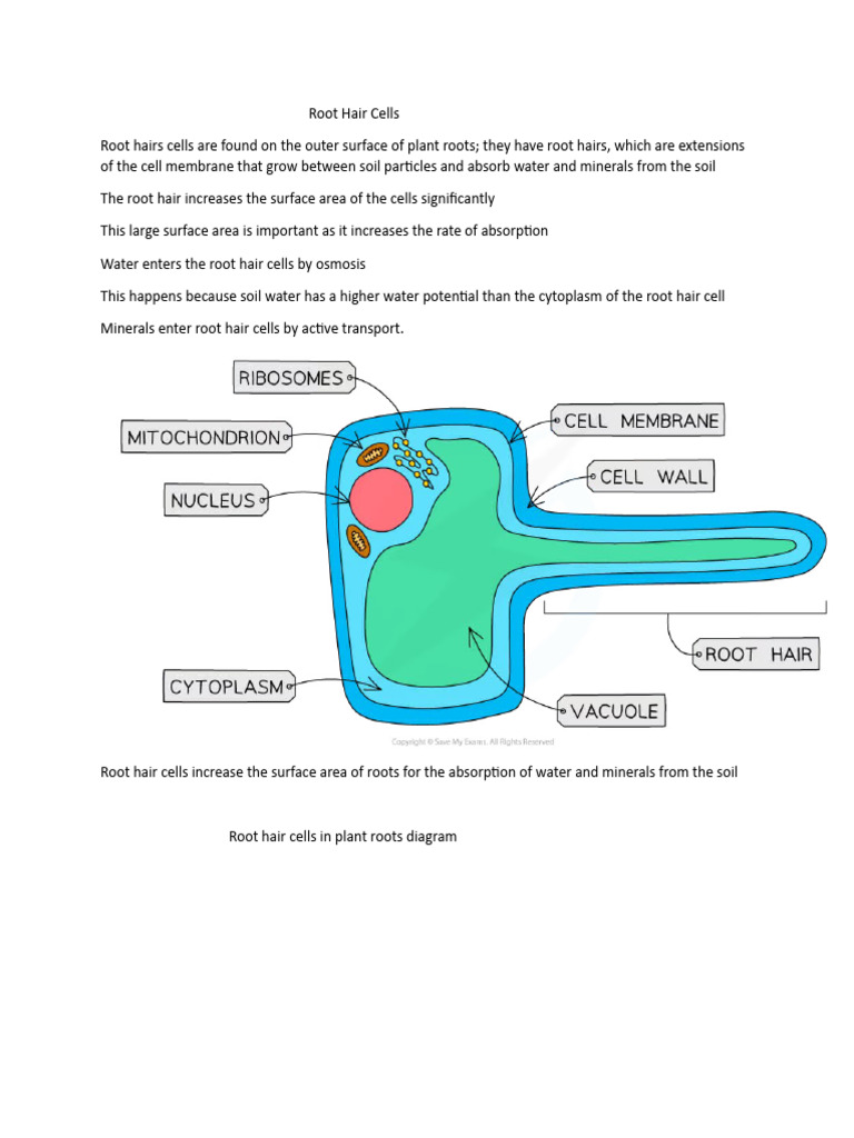 Root Hair Cells | Download Free PDF | Plant Stem | Leaf