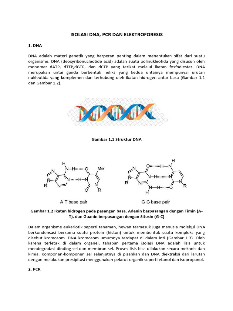 Modul Praktikum Isolasi DNA, PCR, Dan Elektroforesis 2024 | PDF | Kesehatan Holistik | Sains ...