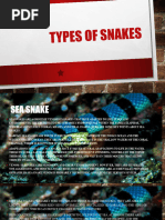 Awareness Safety Talk SNAKE HAZARDS | PDF | Snake | Venomous Snakes