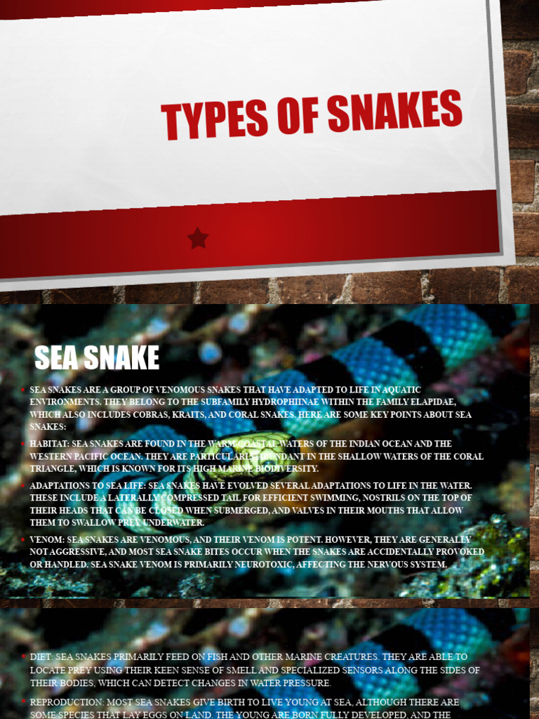 Types of Ppttss Snakes | PDF | Snake | Squamata