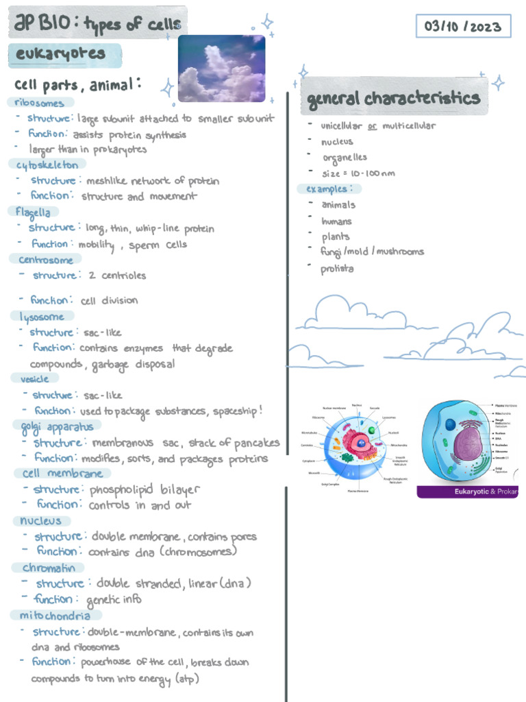 Eukaryotic Cell Structure and Functions | PDF | Self-Improvement
