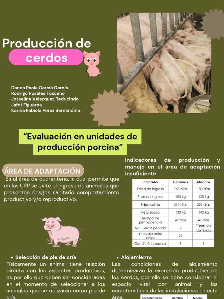 Producción de Cerdos | PDF | Costo | Amamantamiento