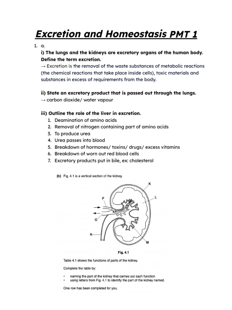 Kidney Functions in Excretion and Homeostasis | PDF | Kidney | Blood