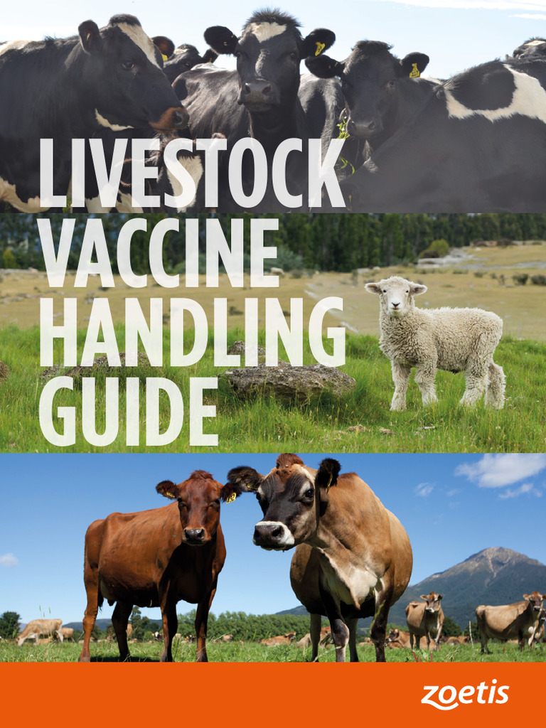 Livestock Vaccine Handling Guide | PDF | Vaccines | Injection (Medicine)