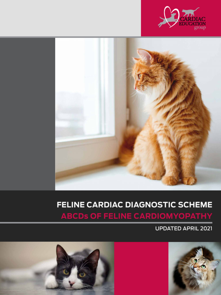 CEG FelineABCD Brochure v7 - 043021 1 | PDF | Heart Failure | Cardiology
