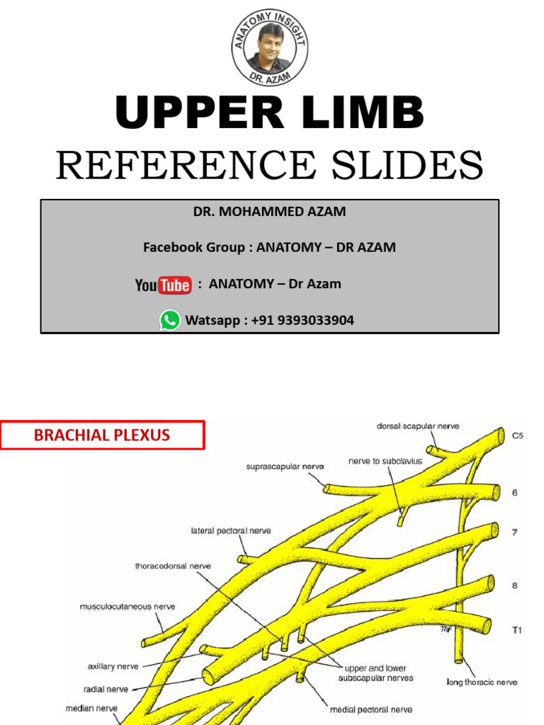 UPPER LIMB- Dr Azam | PDF | Arm | Nervous System