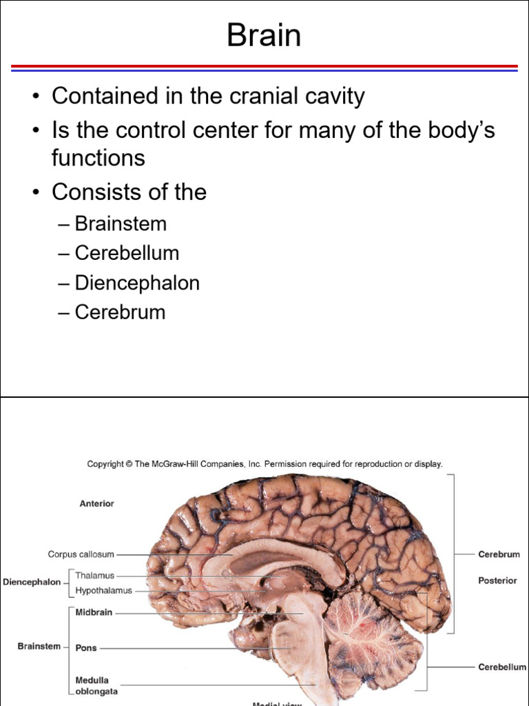 CNSPNS-BRAIN | PDF | Brainstem | Cerebrum