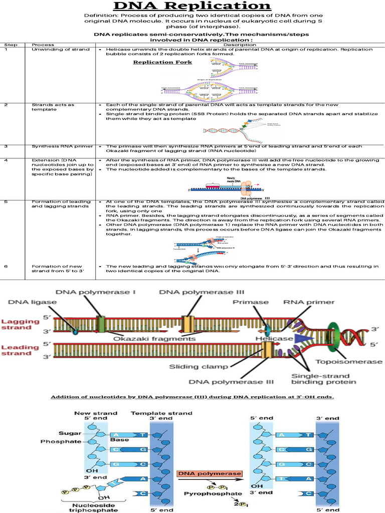 Dna Rep | PDF | Dna Replication | Primer (Molecular Biology)