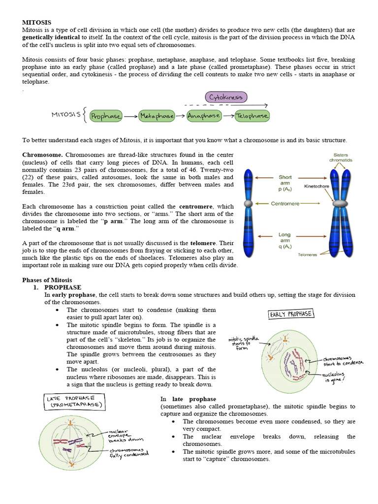 Understanding Mitosis Phases Explained | PDF | Mitosis | Chromosome