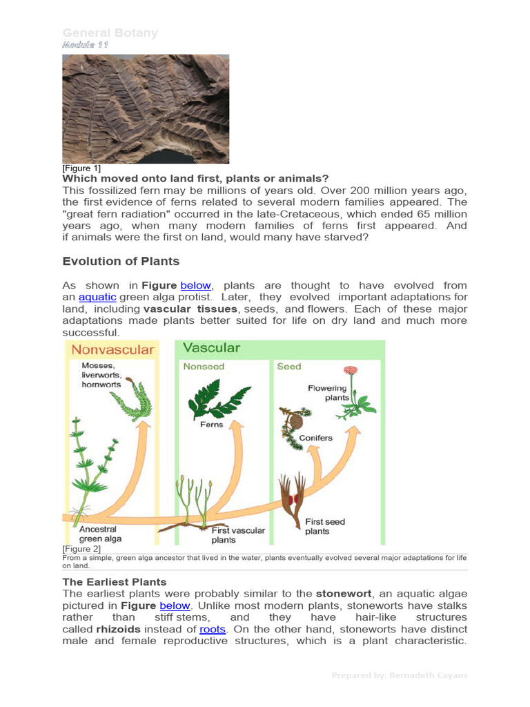 Module 10-11 | PDF | Plants | Leaf
