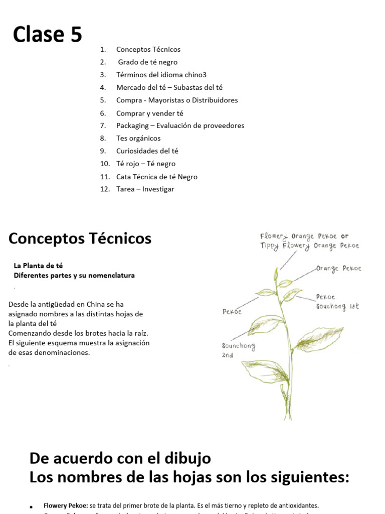 C05 - Manual Tea Sommelier | PDF | Té | Subasta