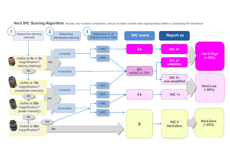 HER2 Low Scoring Algorithm CD | PDF | Immunohistochemistry | Neoplasms