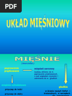 Anatomia Swini Atlas Interaktywny | PDF