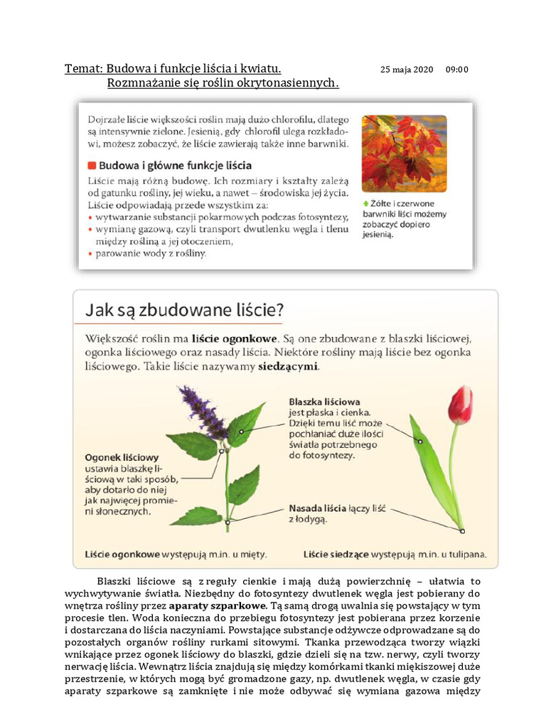 klasa-5-biologia-Budowa-i-funkcje-liścia-i-kwiatu | PDF