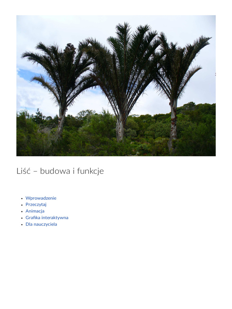 Lisc Budowa I Funkcje | PDF