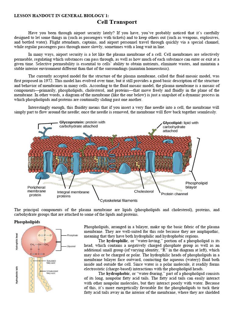 Lesson Handout in Cell Transport | PDF | Cell Membrane | Osmosis