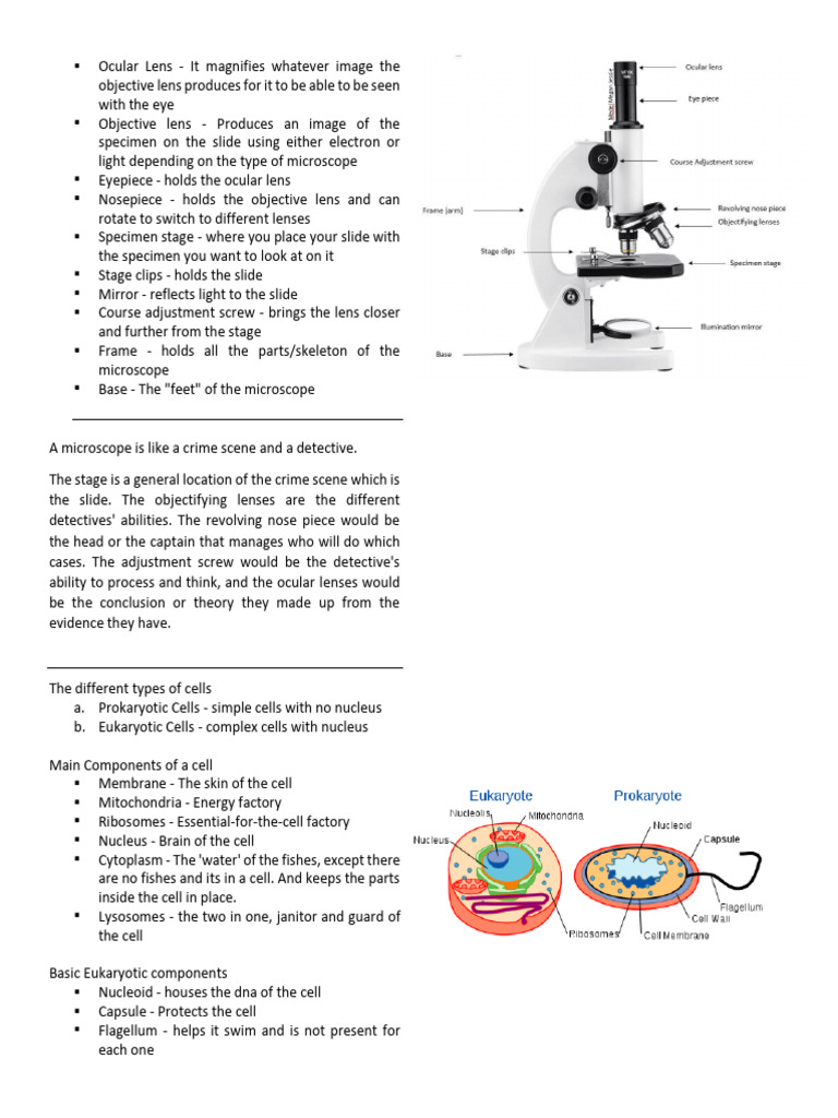 Science Mid Quarters Exam Revision Sheet | PDF | Cell (Biology) | Bacteria