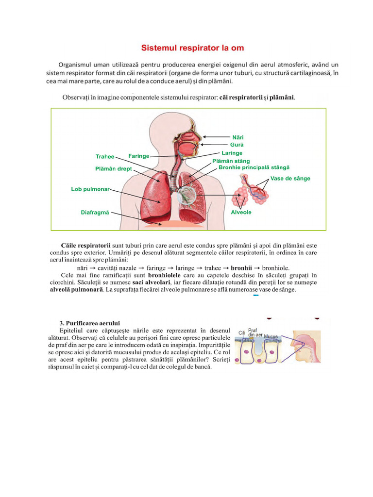 Sistemul Respirator | PDF