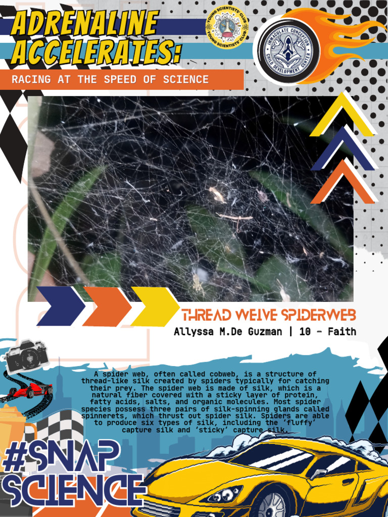 Spider Webs: Nature's Silk Engineering | PDF