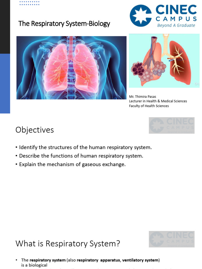 Lec 4-The Respiratory System Biology Batch 6 | PDF | Lung | Respiratory ...