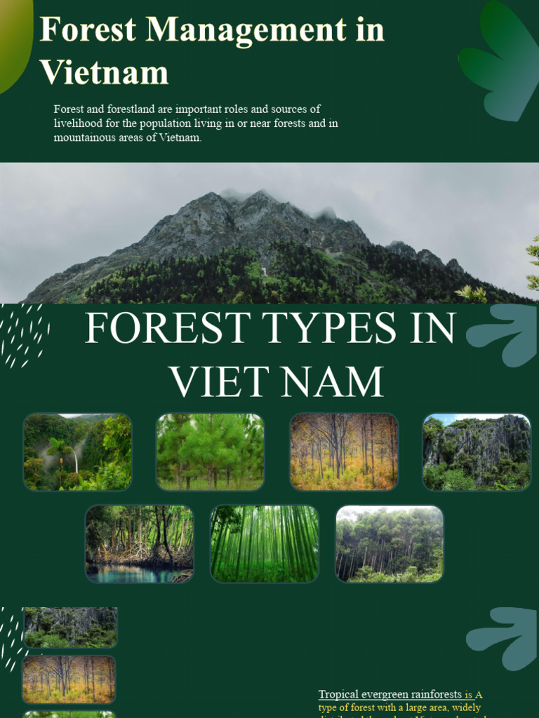 Preserving and Protecting Woods by Slidesgo | PDF | Forests | Soil