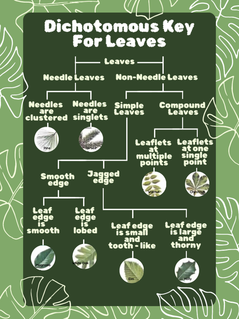 Dichotomous Key for Leaf Classification | PDF | Leaf | Spider