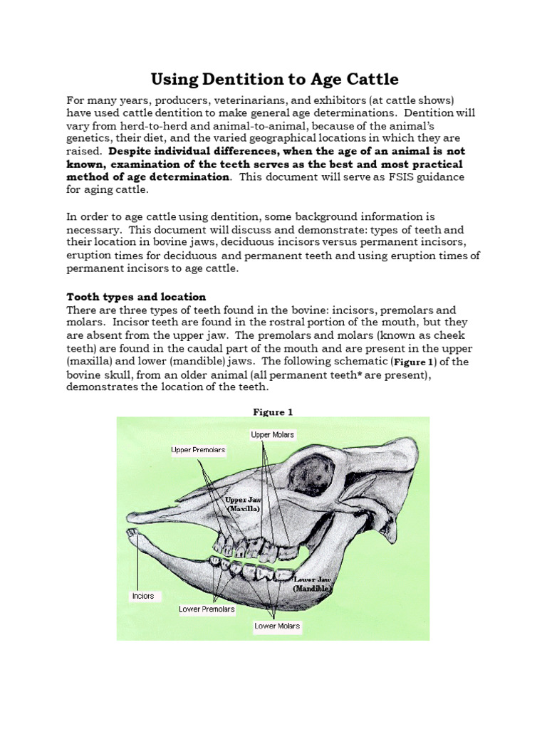 Using_Dentition-to-Age-Cattle | PDF | Tooth | Dentistry