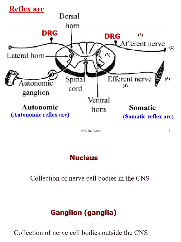 Overview of Reflex Arcs and Nervous System | PDF | Chemical Synapse ...