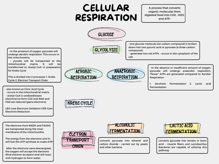 Cellular Respiration Processes Explained | PDF | Cellular Respiration ...