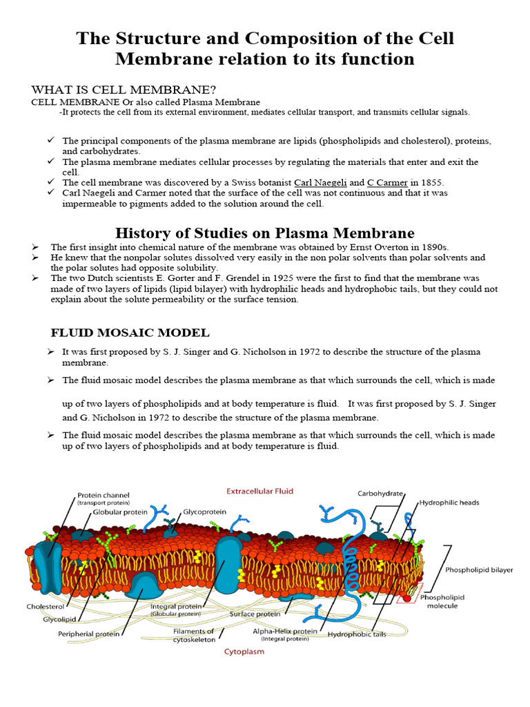 The Structure and Composition of The Cell Membrane Relation To Its Function HANDOUTS | PDF ...
