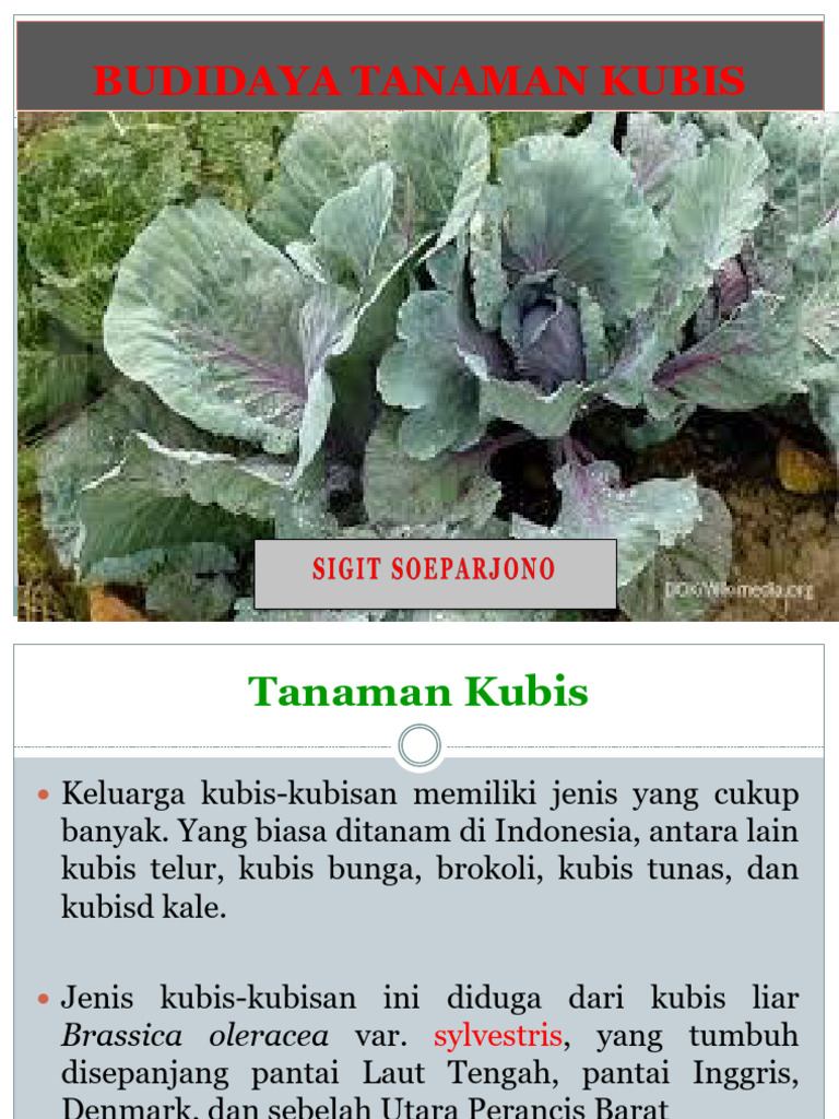 Panduan Budidaya Tanaman Kubis | PDF | Griya & Taman