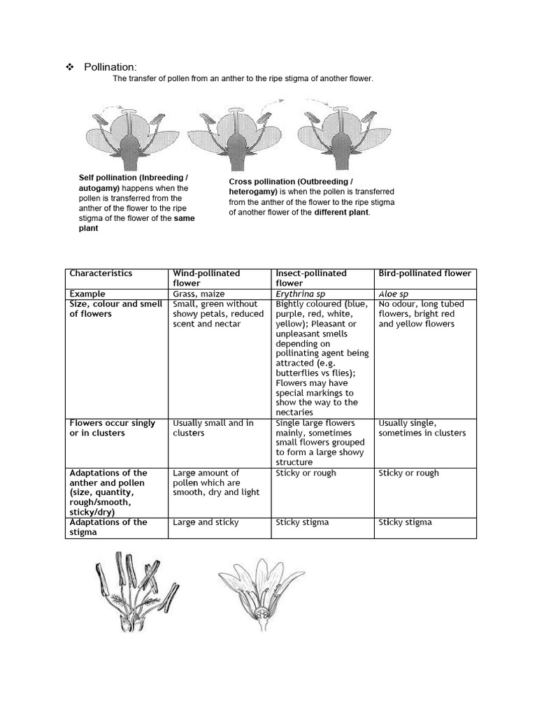 Pollination and Flower Structure Overview | PDF | Flowers | Fertilisation