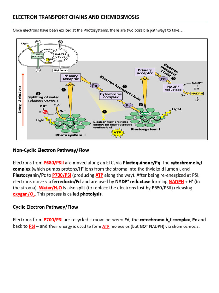 Photosynthesis Notes - COMPLETE | PDF | Chemistry | Biomolecules