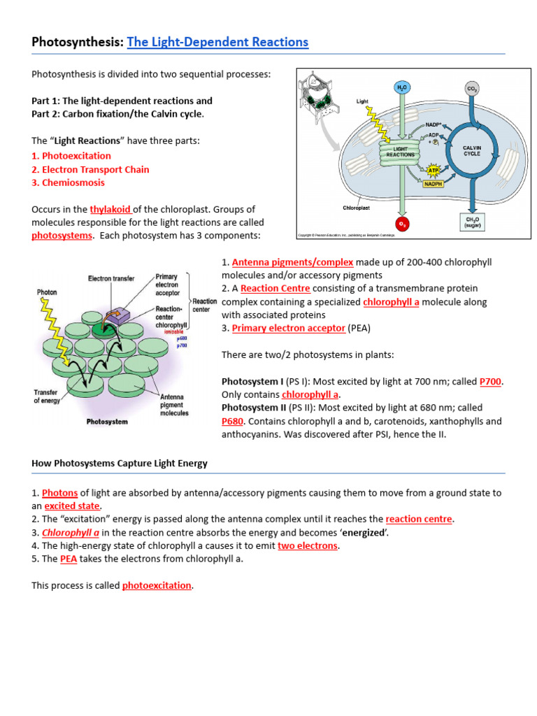 Photosynthesis Notes - COMPLETE | PDF | Chlorophyll | Photosynthesis