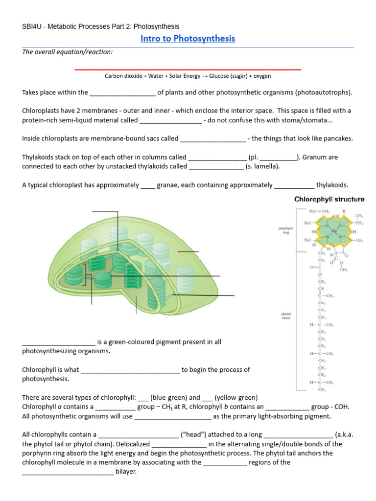 Photosynthesis Notes | PDF | Photosynthesis | Chlorophyll