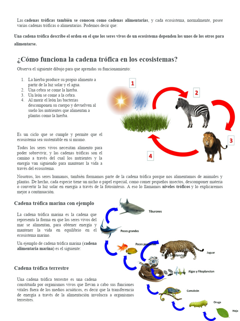 Cadenas Trosficas | PDF | Red alimentaria | Ecosistema