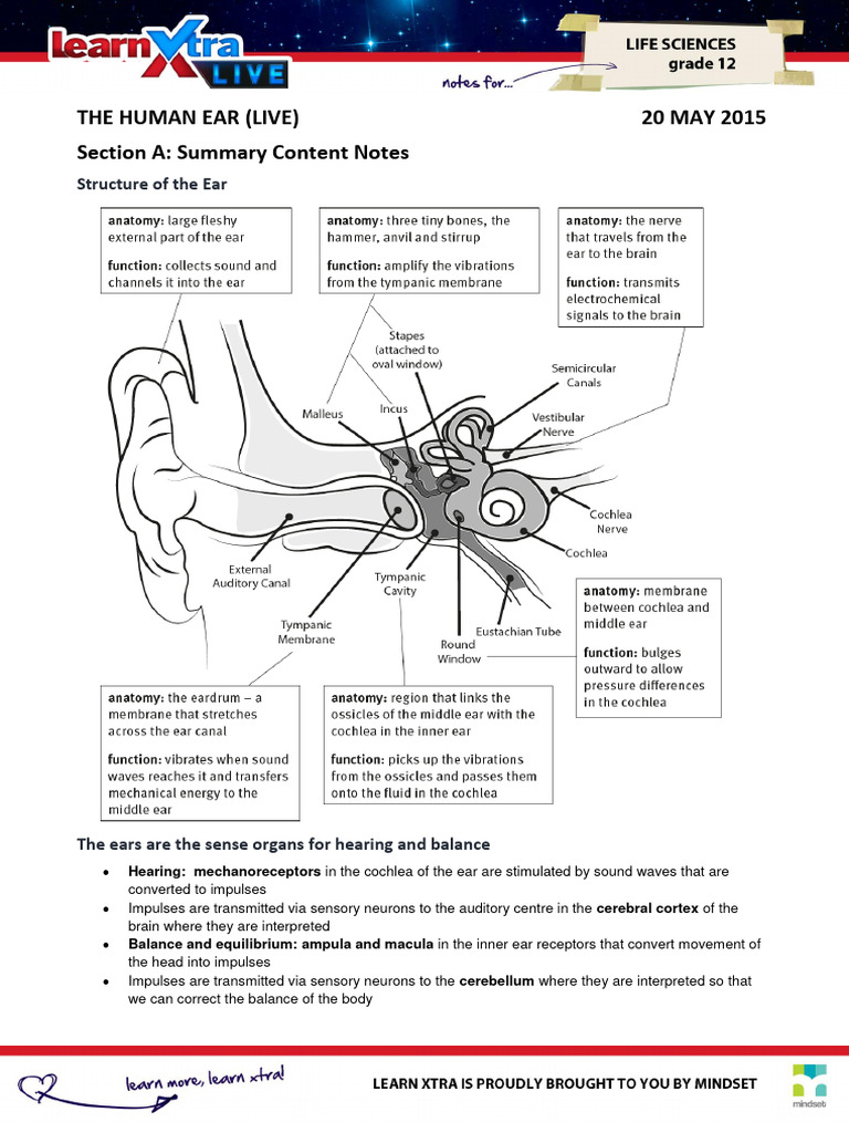 The Human Ear - 1 | PDF | Hearing Loss | Auditory System