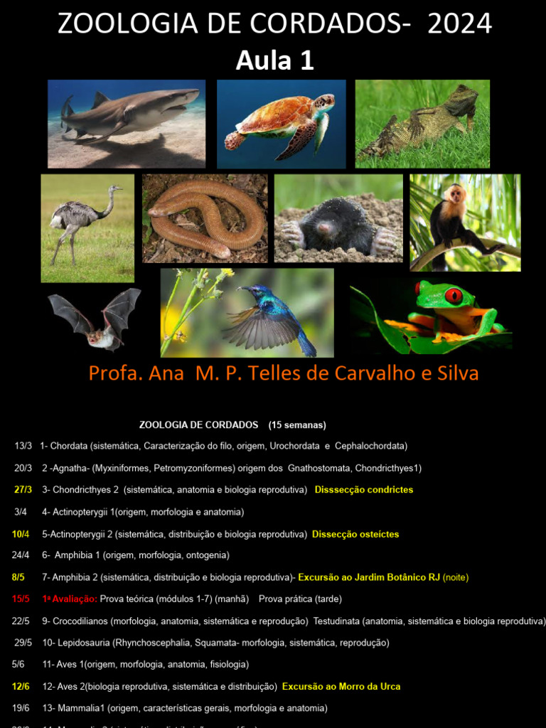Zoologia do Filo Chordata: Estruturas e Evolução | PDF | Vertebrados ...