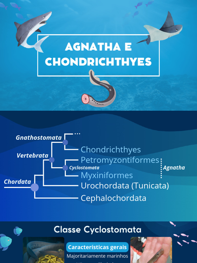Agnatha e Chondrichthyes | PDF | Vertebrados | Peixes