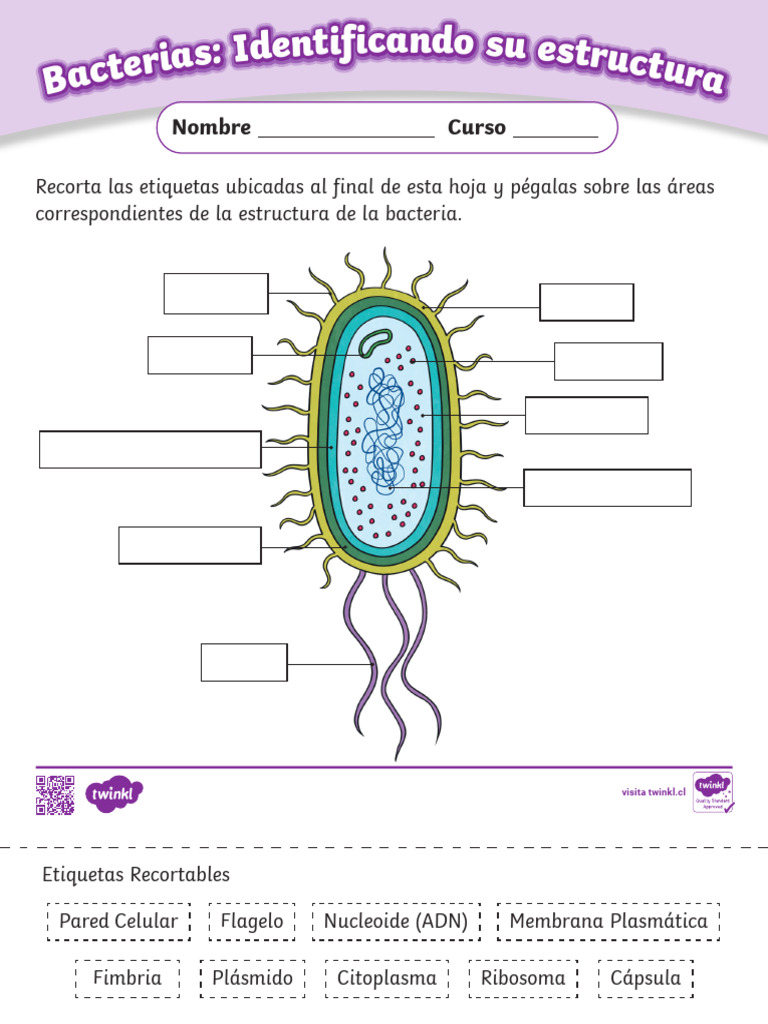 Estructura y partes de las bacterias | PDF