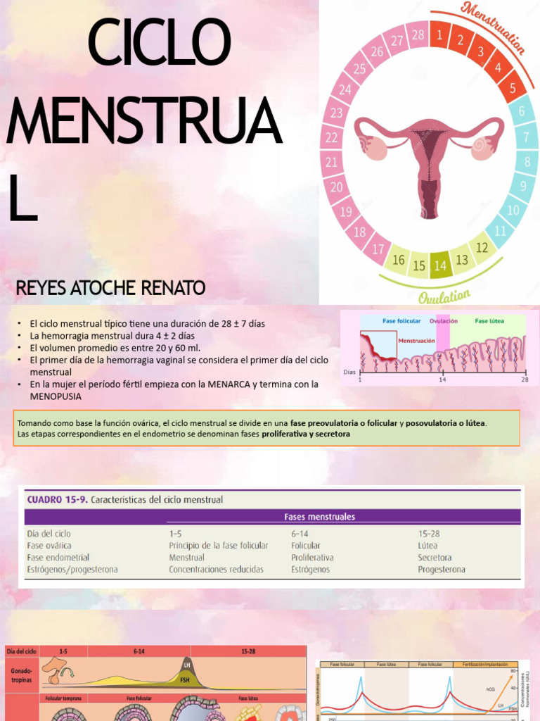 Ciclo Menstrual | PDF | Ciclo menstrual | Hormona luteinizante