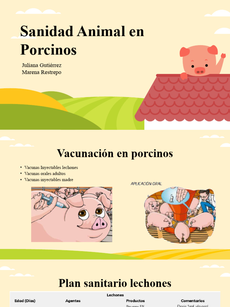 Exposión Cerdos Final | PDF | Parto | Especialidades Medicas